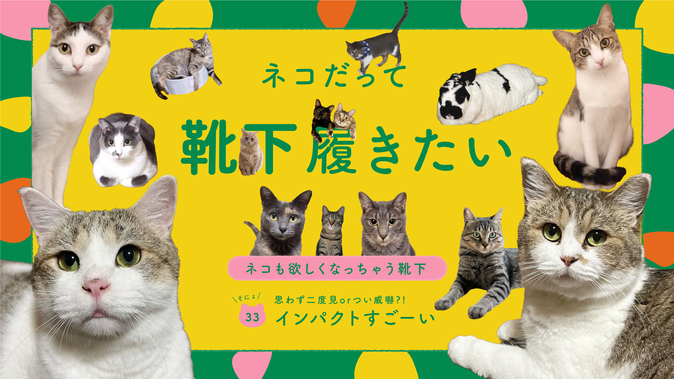 ネコだって靴下履きたい vol.33 | 靴下屋公式通販 Tabio オンラインストア